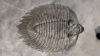 Quick Guide to Common Fossils — Earth@Home