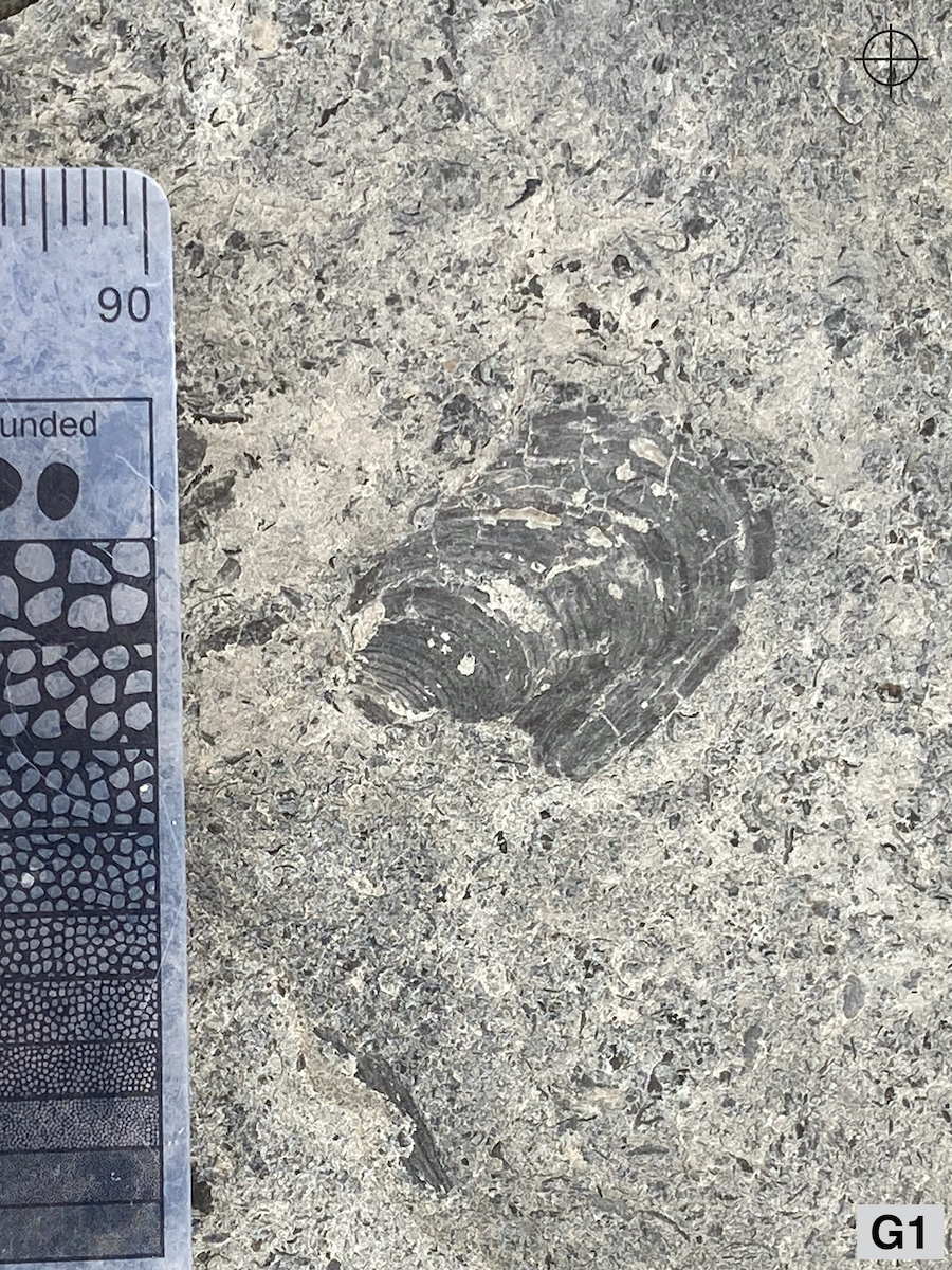 Solocator G Map — Earth@Home