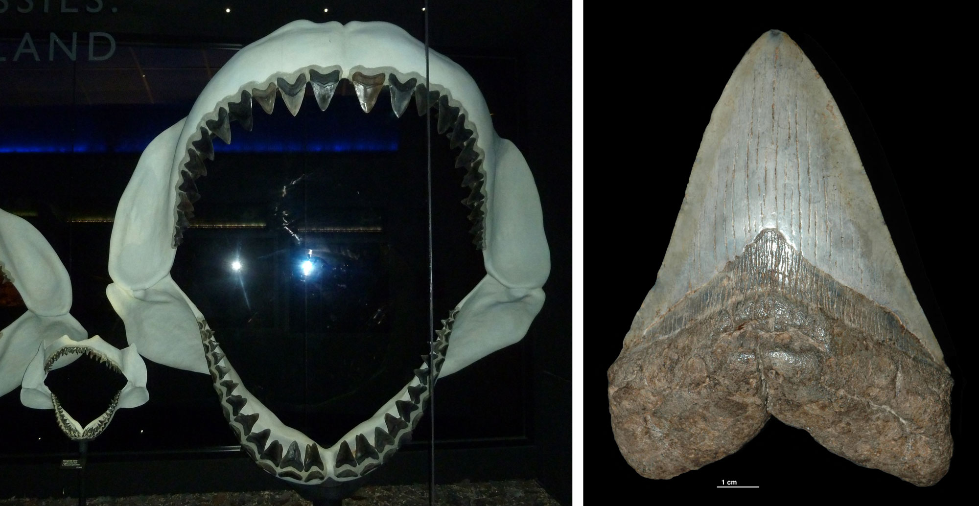 Fossils Of The Coastal Plain Earth Home Fossils Of The Coastal Plain Earth Home