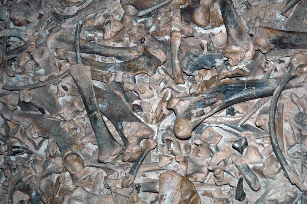 Fossils of the Great Plains — Earth@Home