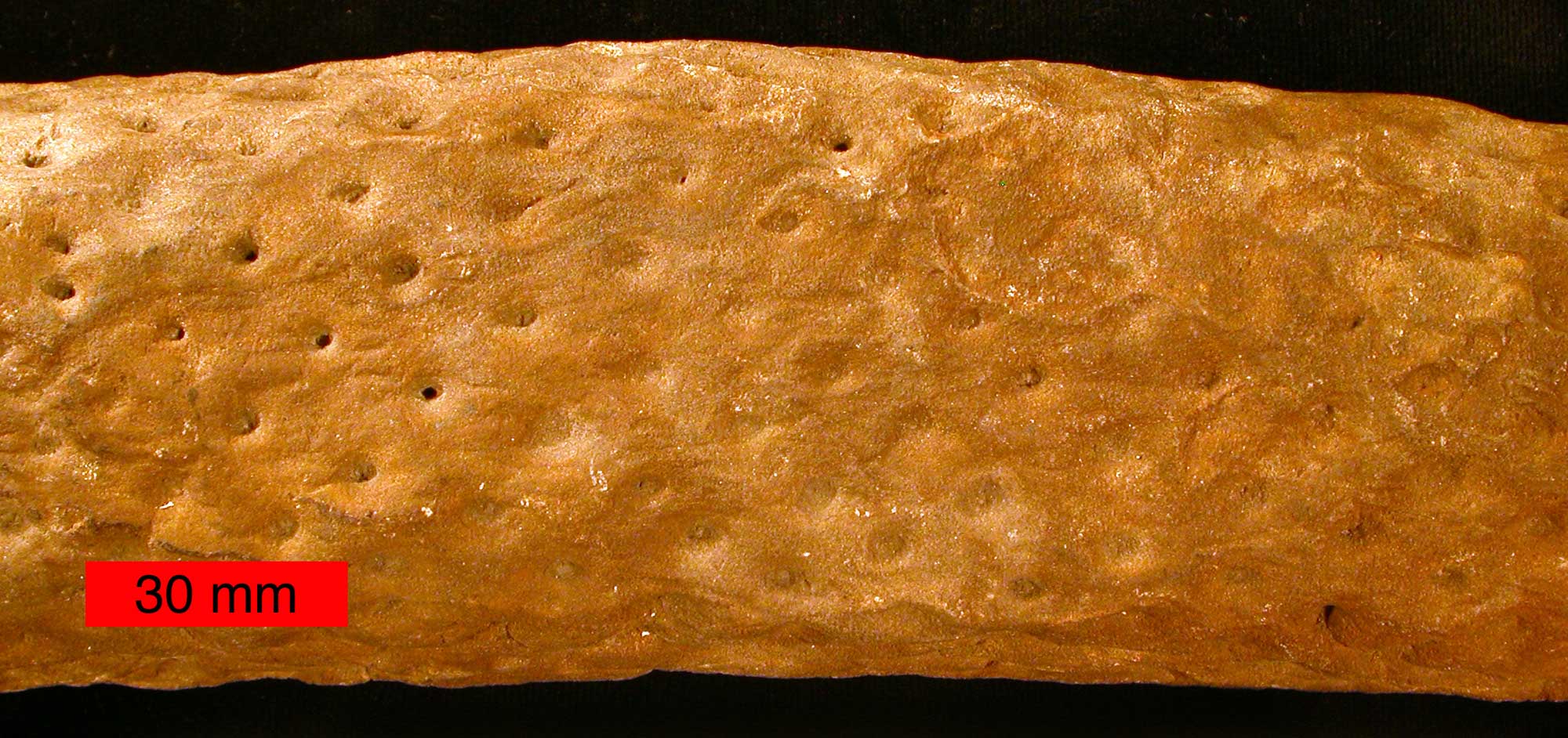 Fossils of the Inland Basin — Earth@Home