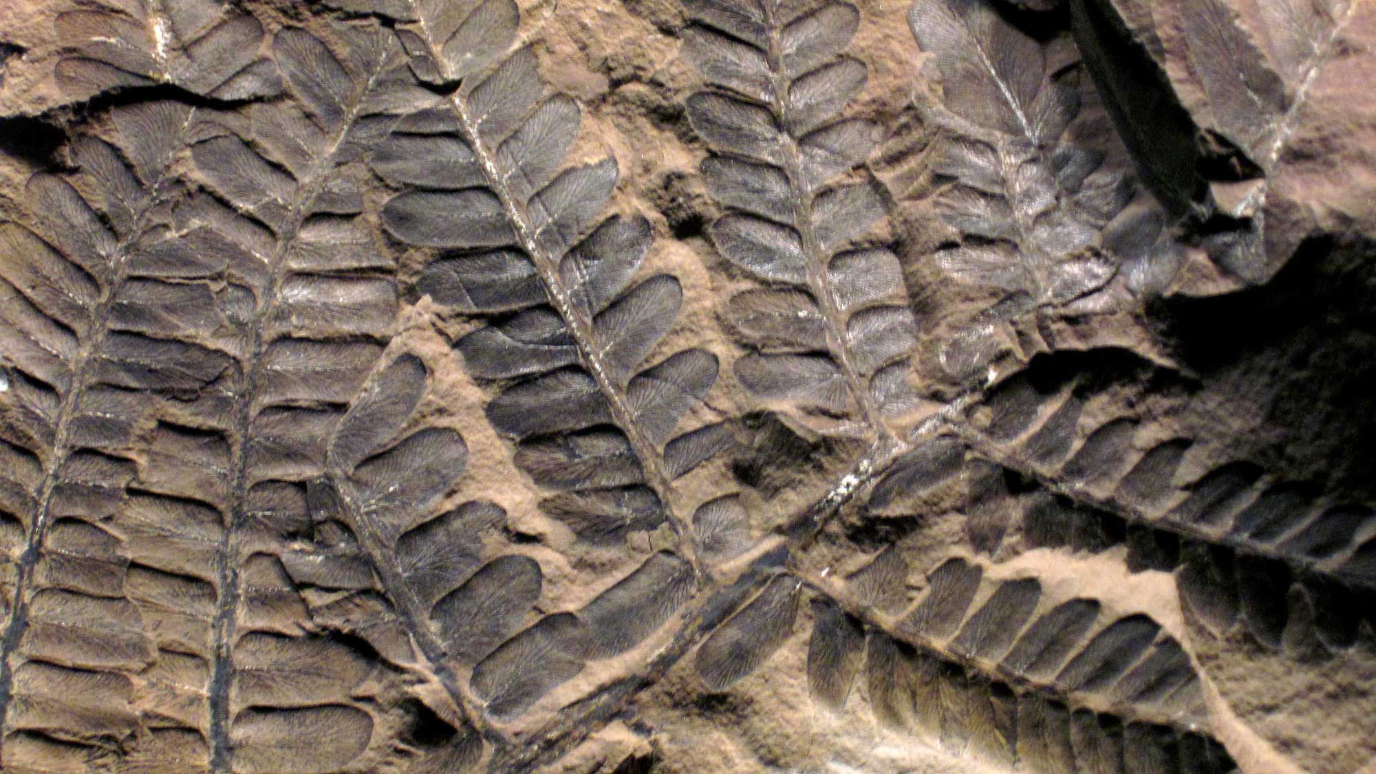 Illinois Earth Science Quick Facts — Earth@Home